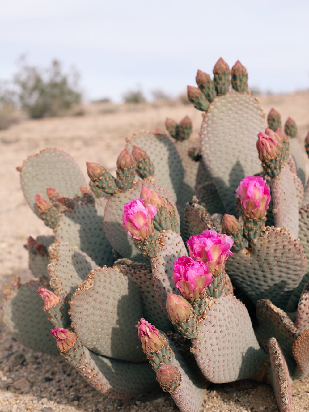 #CactusLove – The Joshua Tree House