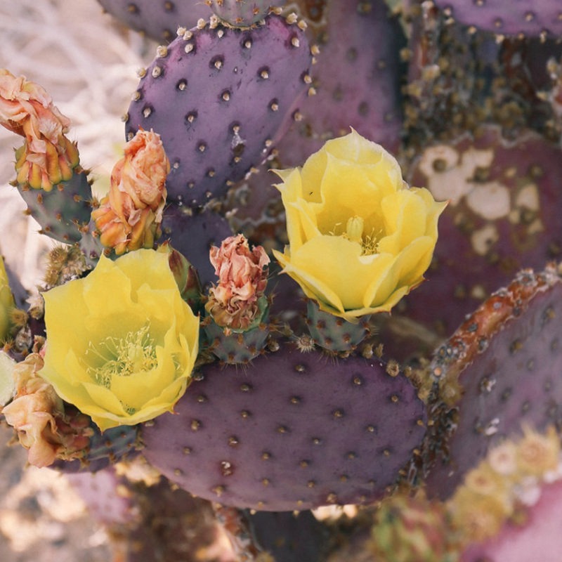 A Field Guide to Cacti with Blurb – The Joshua Tree House