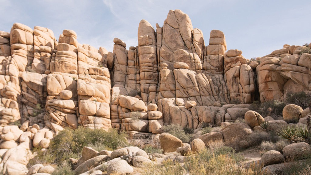 Field Guide: Willow Hole Trail in Joshua Tree National Park