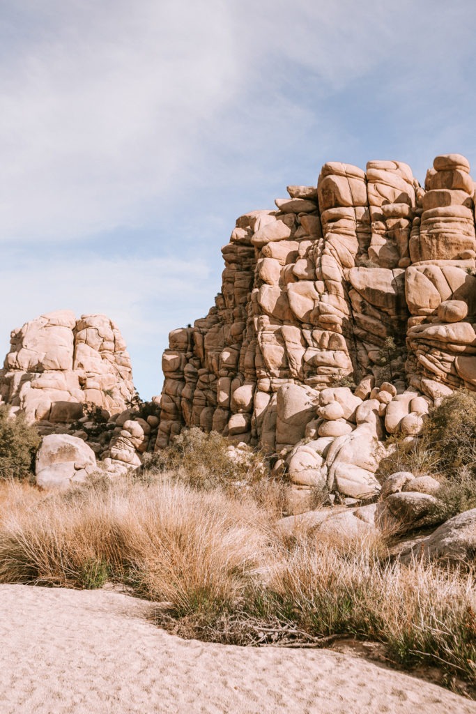 Field Guide: Willow Hole Trail in Joshua Tree National Park