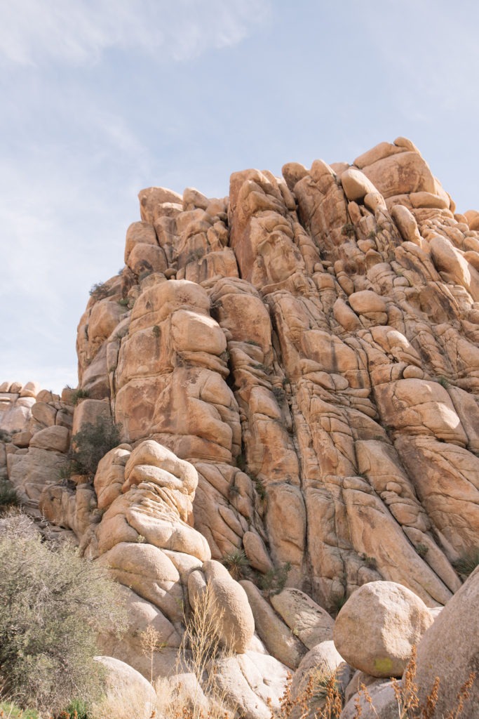 Field Guide: Willow Hole Trail in Joshua Tree National Park