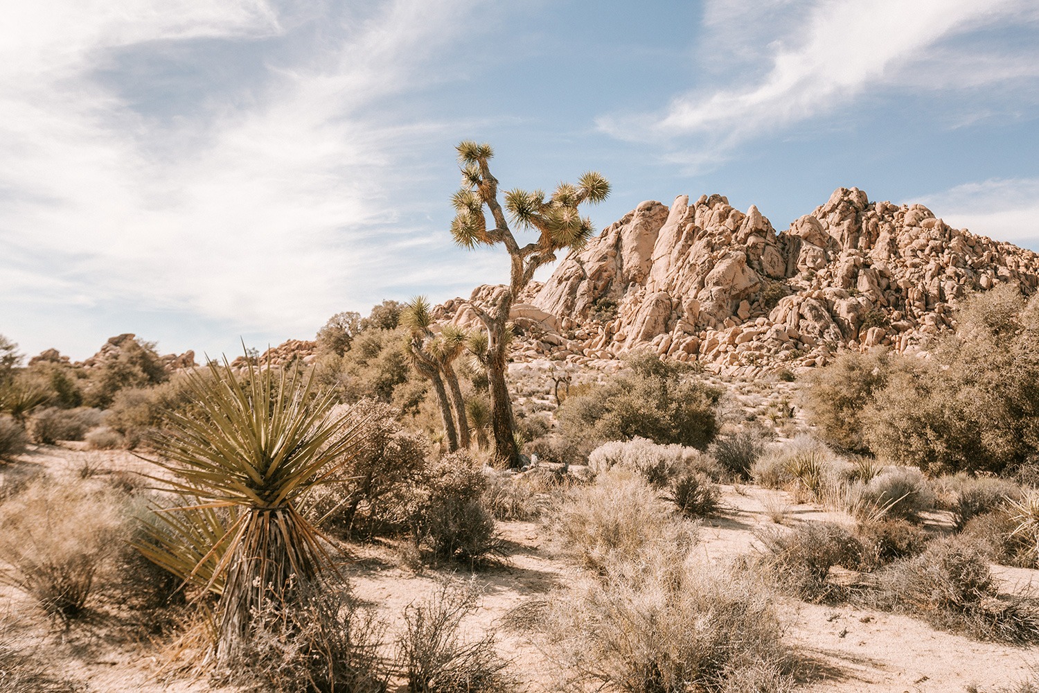 Field Guide: Willow Hole Trail in Joshua Tree National Park