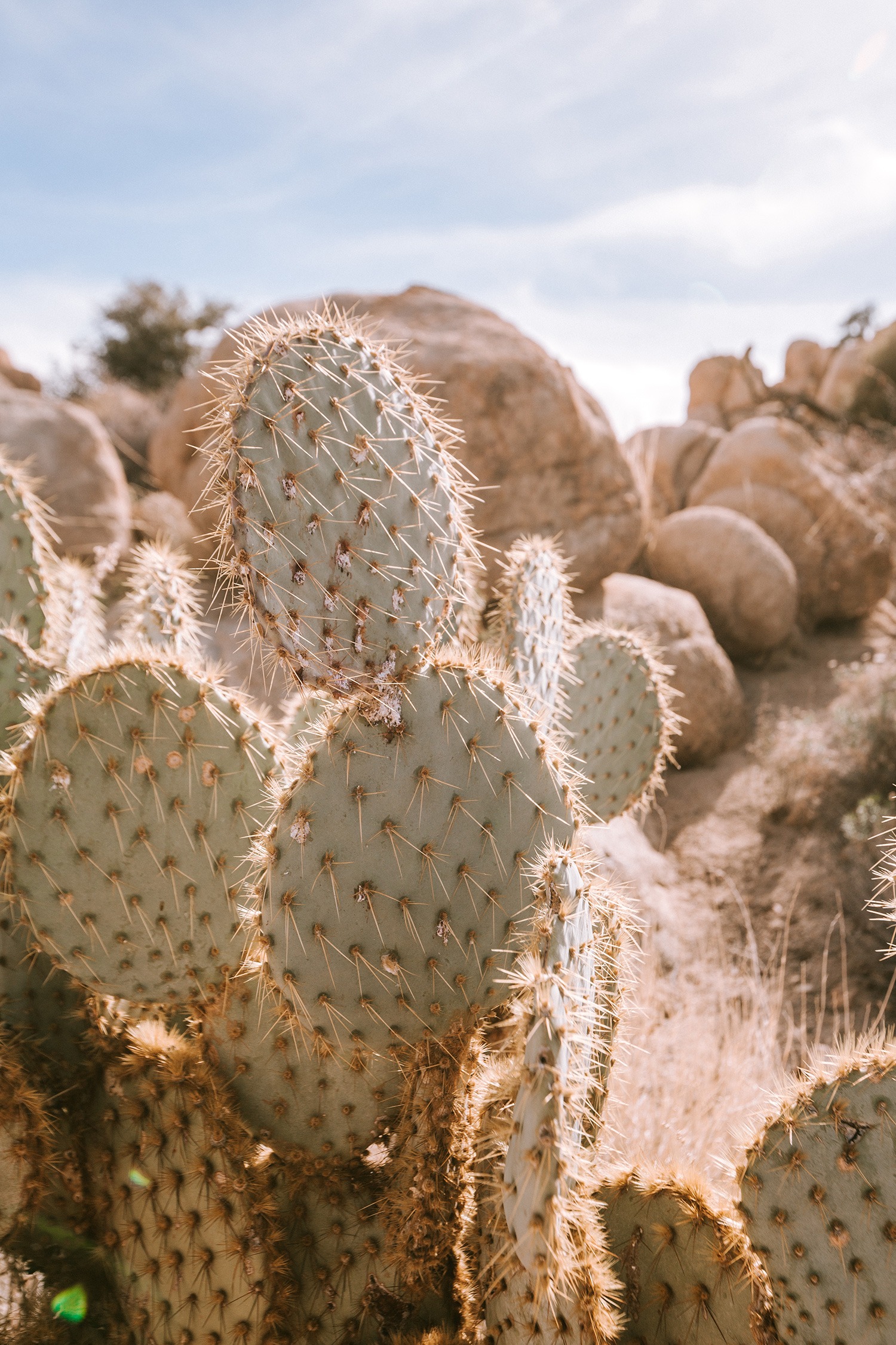Field Guide: Willow Hole Trail in Joshua Tree National Park