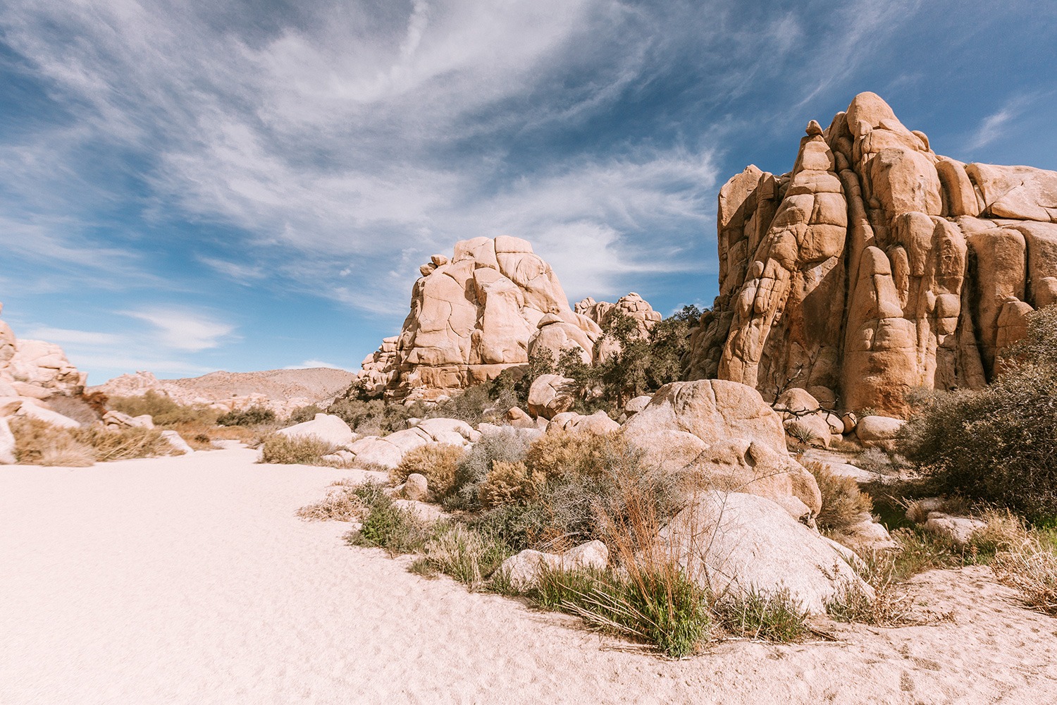 Field Guide: Willow Hole Trail in Joshua Tree National Park