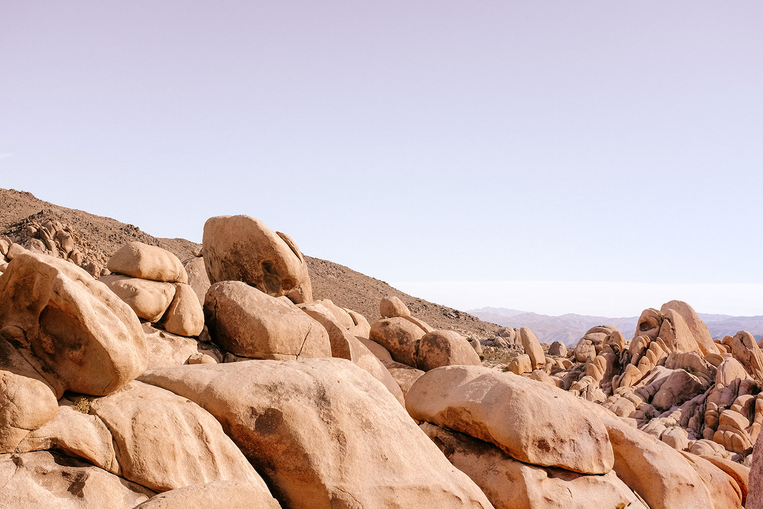 Field Guide: Arch Rock Trail in Joshua Tree National Park