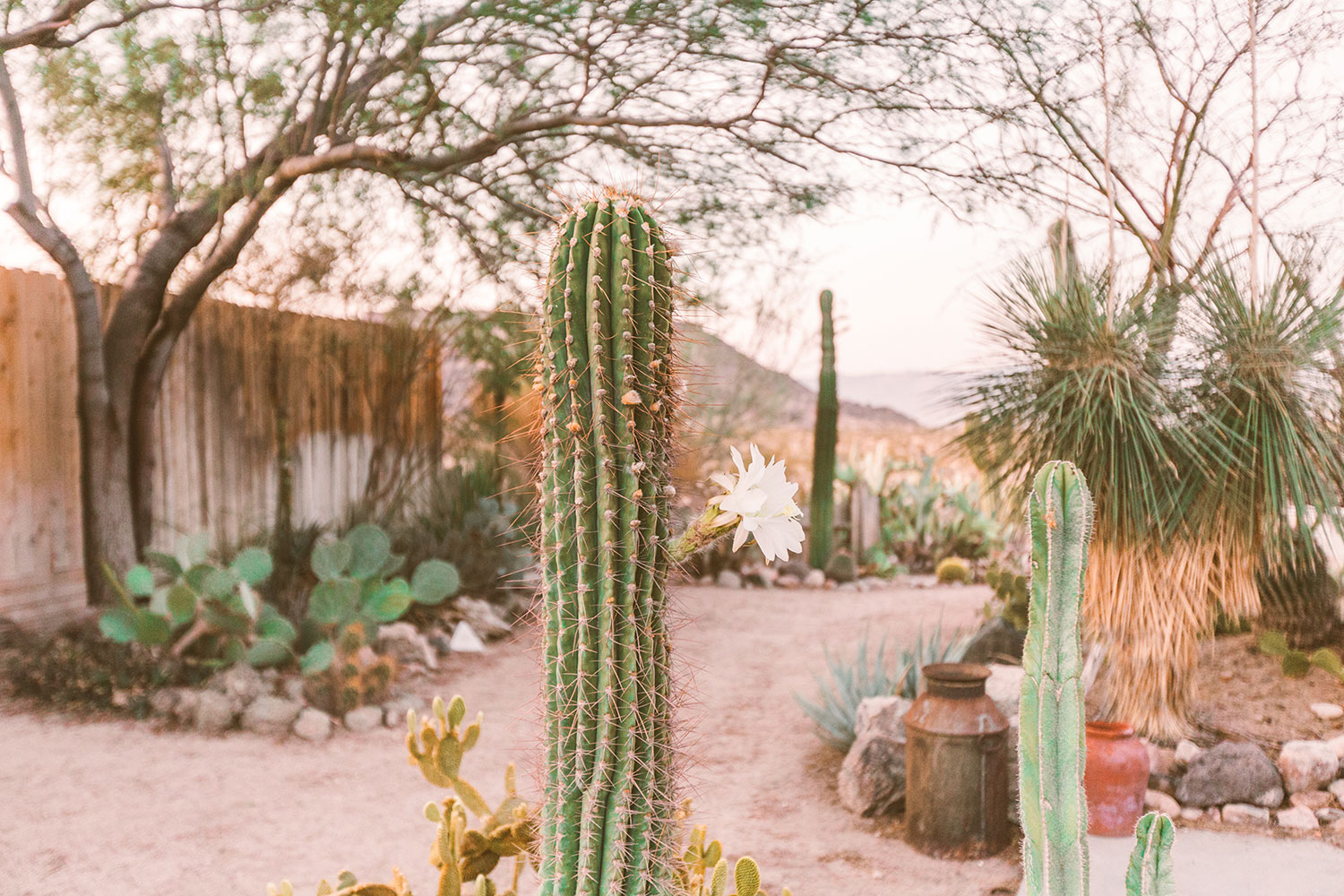 Cactus Embroidery Workshop with Sarah K. Benning – The Joshua Tree House