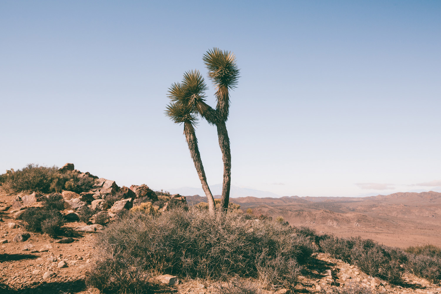 Field Guide: Ryan Mountain Trail in Joshua Tree National Park