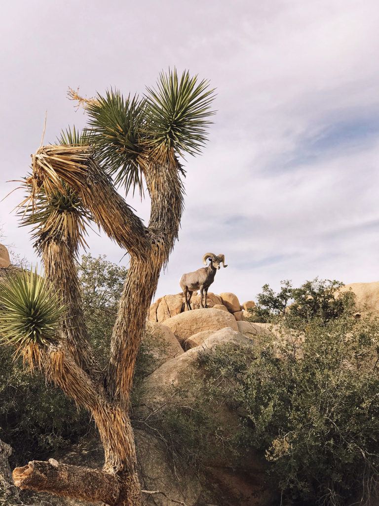 Our Book 'At Home in Joshua Tree' Releases October 23 – The Joshua Tree ...