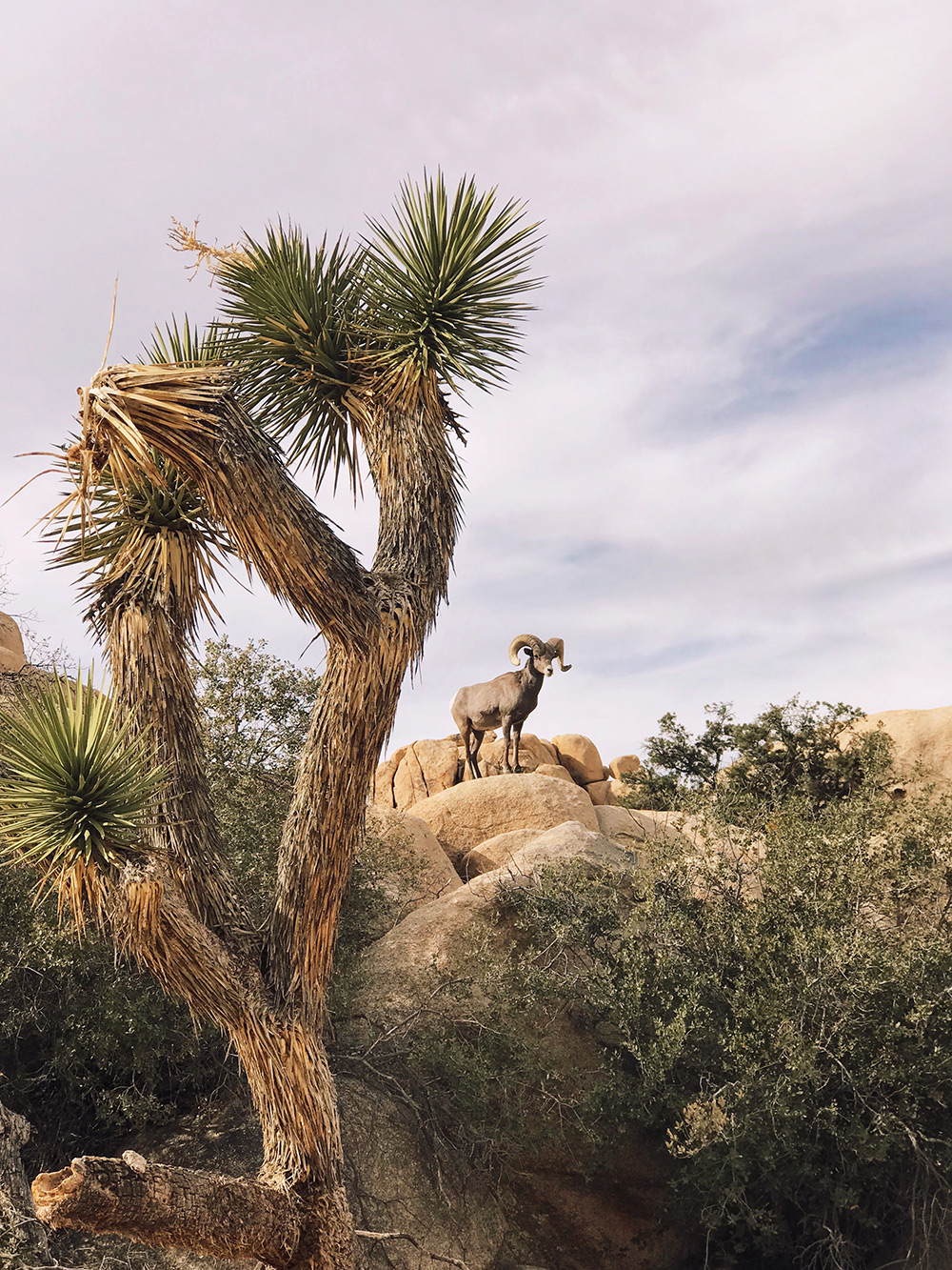 Our Book 'At Home in Joshua Tree' Releases October 23 – The Joshua Tree ...