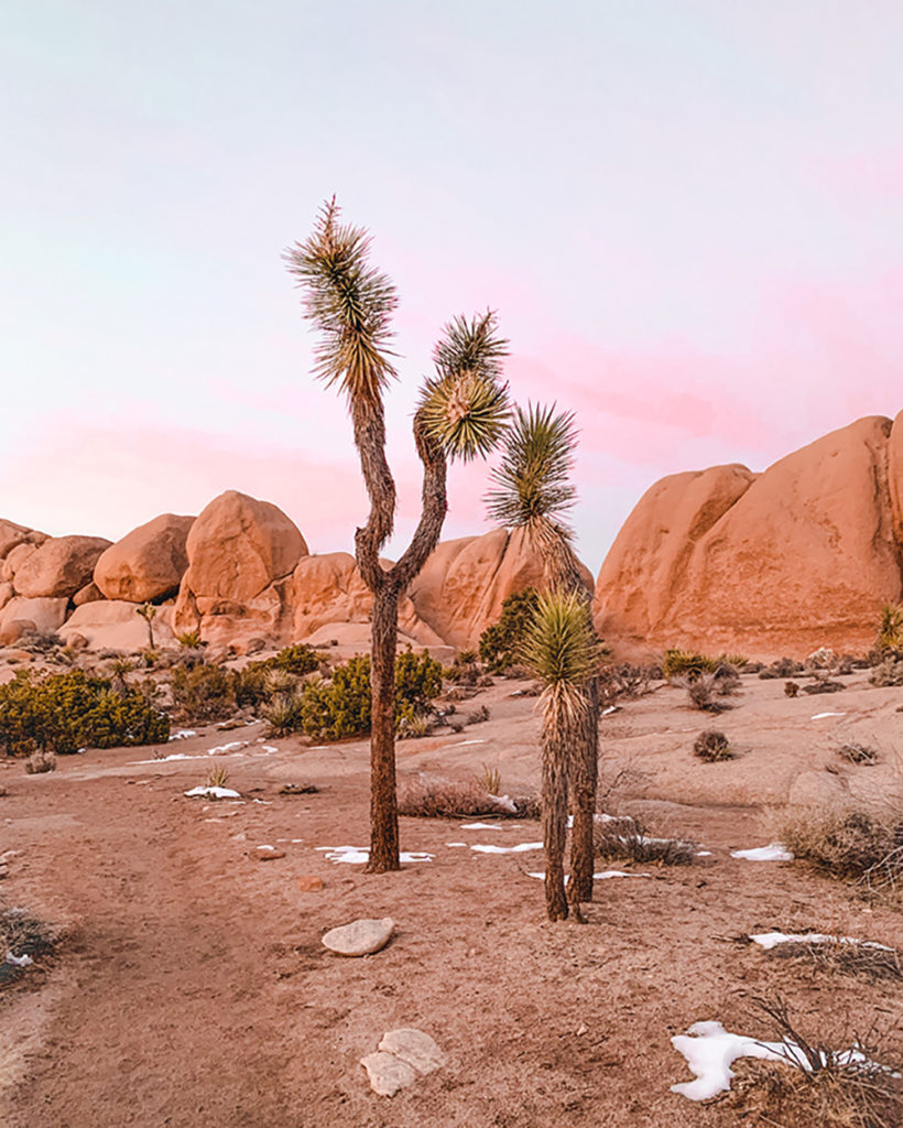Split Rock Loop Trail in Joshua Tree National Park—Field Guide