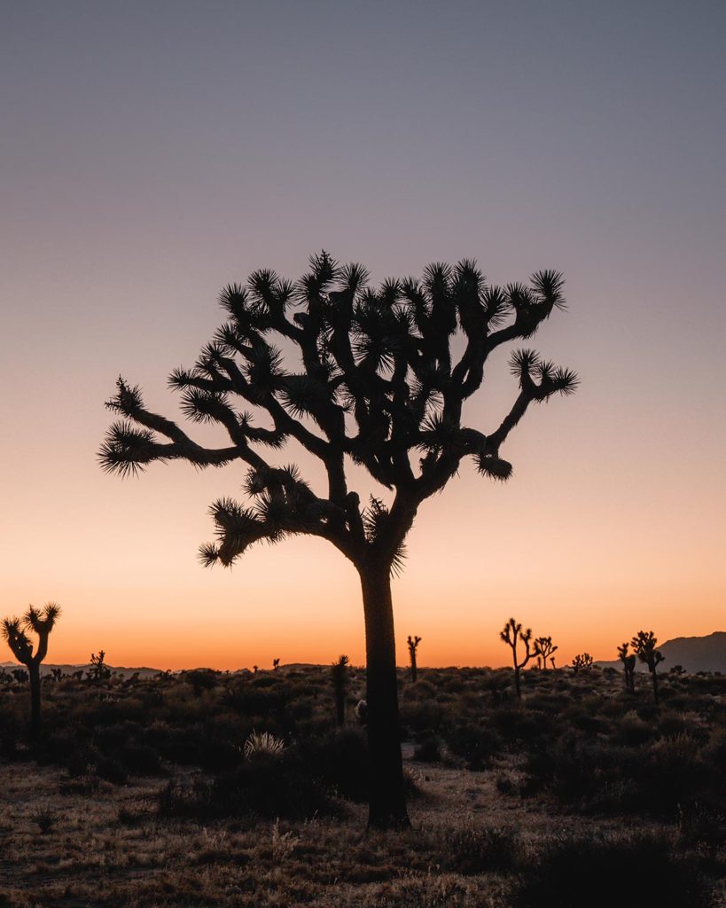 The Joshua Tree – The Joshua Tree House