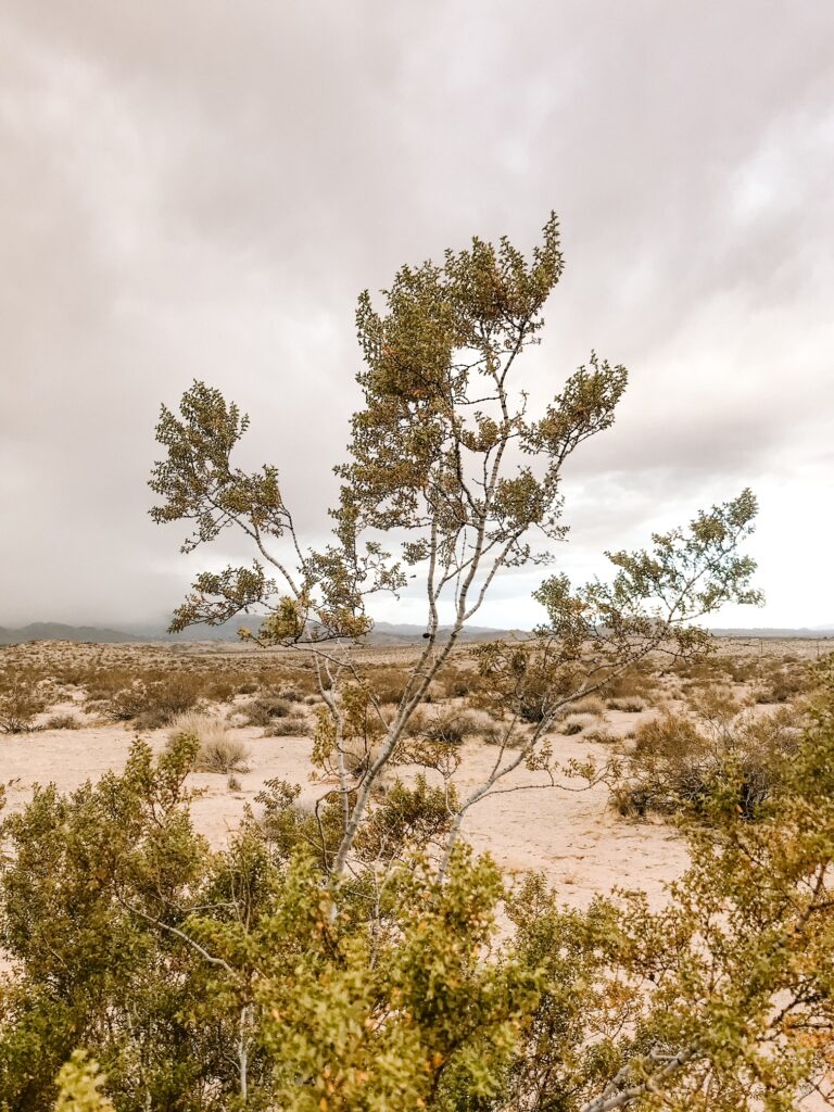 Introducing Creosote, the newest place to stay at JTH Tucson