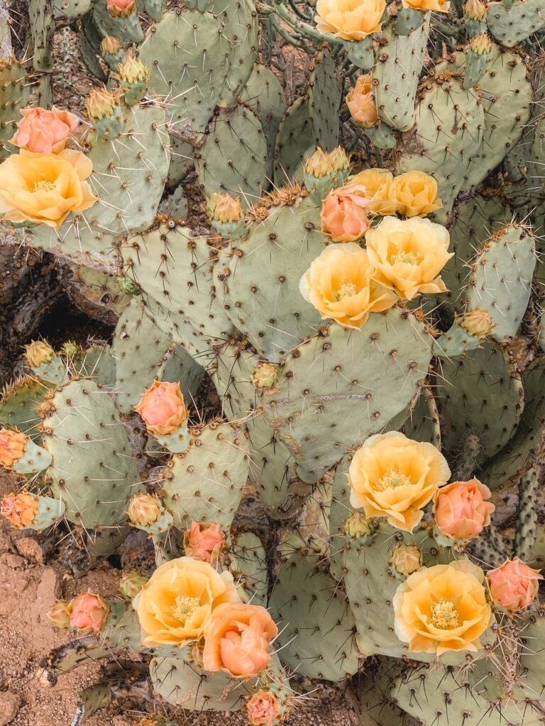 super blooms & desert wildflowers: a field guide
