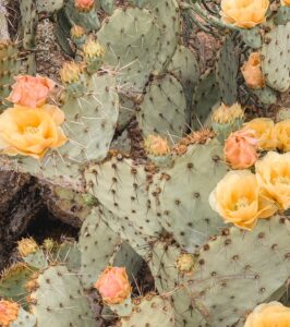 super blooms & desert wildflowers: a field guide