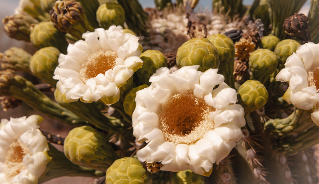 Cactus Bloom as the Desert Heats Up