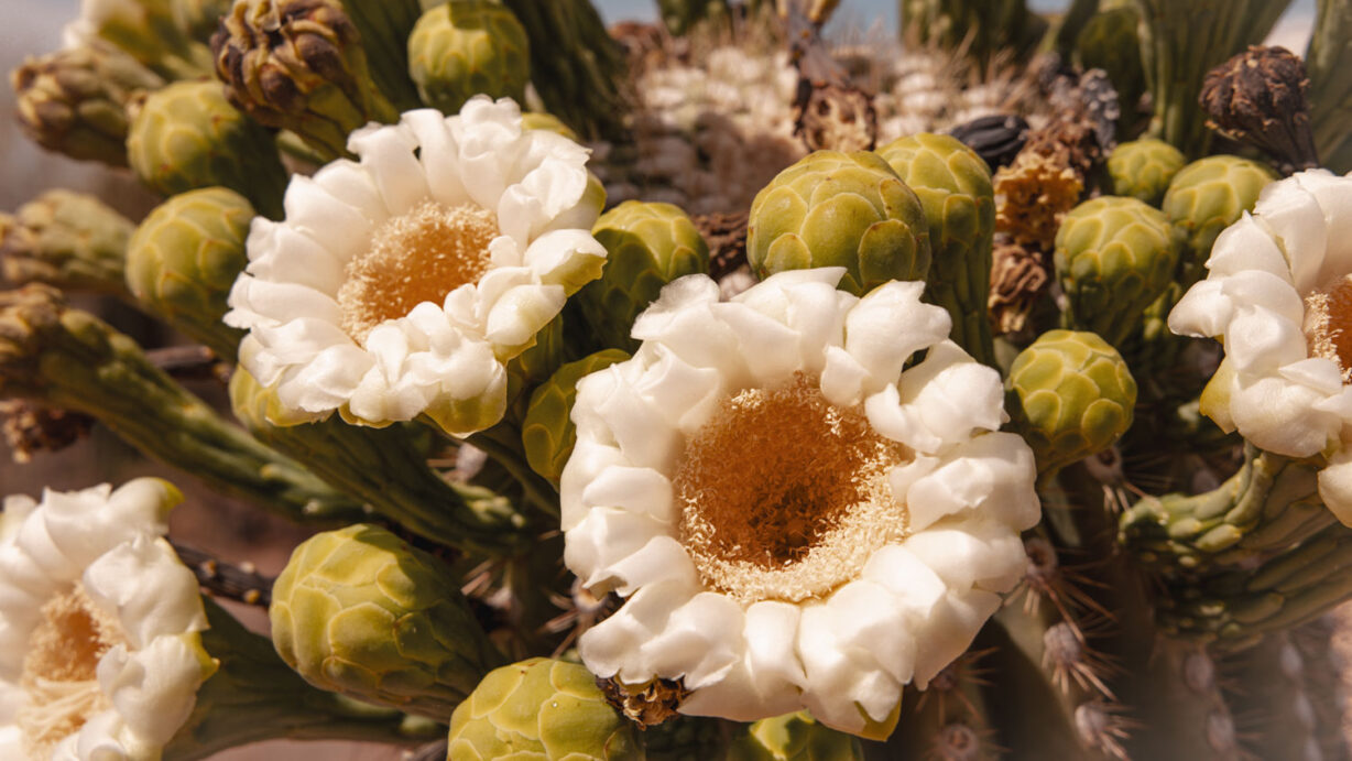 Cactus Bloom as the Desert Heats Up