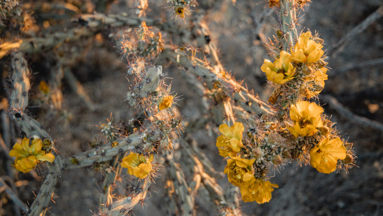 Cactus Bloom as the Desert Heats Up