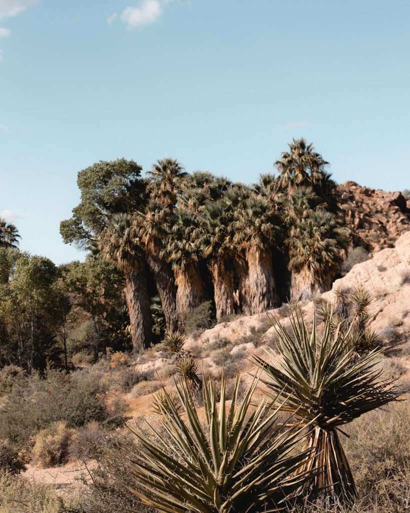 Mount Lemmon, Tucson, AZ