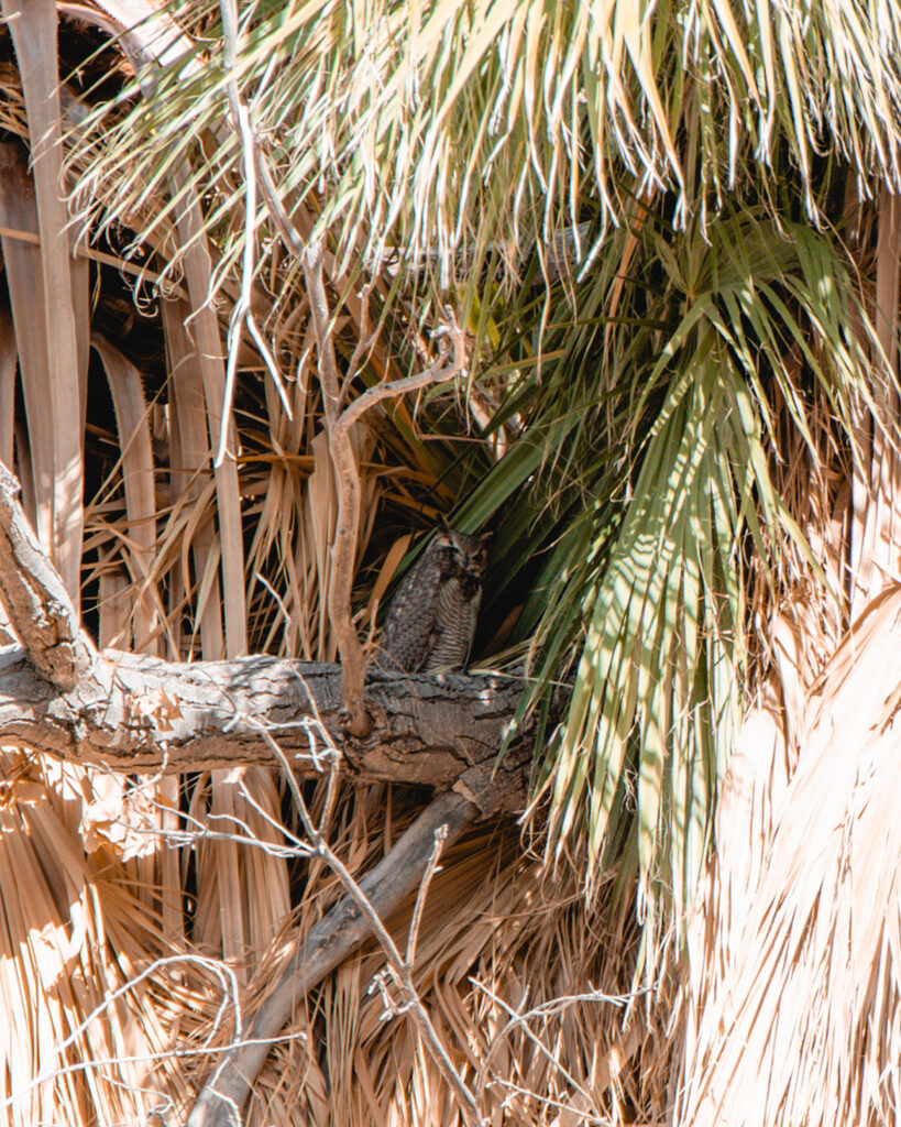 Mount Lemmon, Tucson, AZ