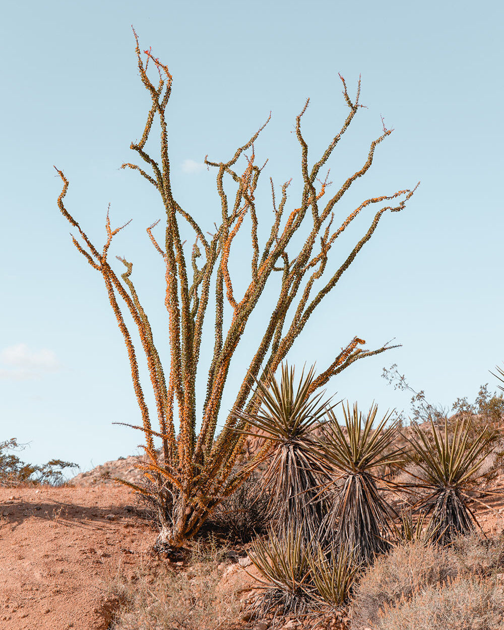 Mount Lemmon, Tucson, AZ