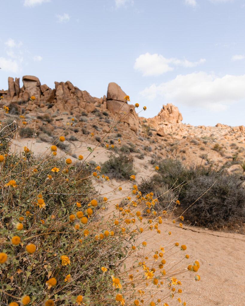 Mount Lemmon, Tucson, AZ