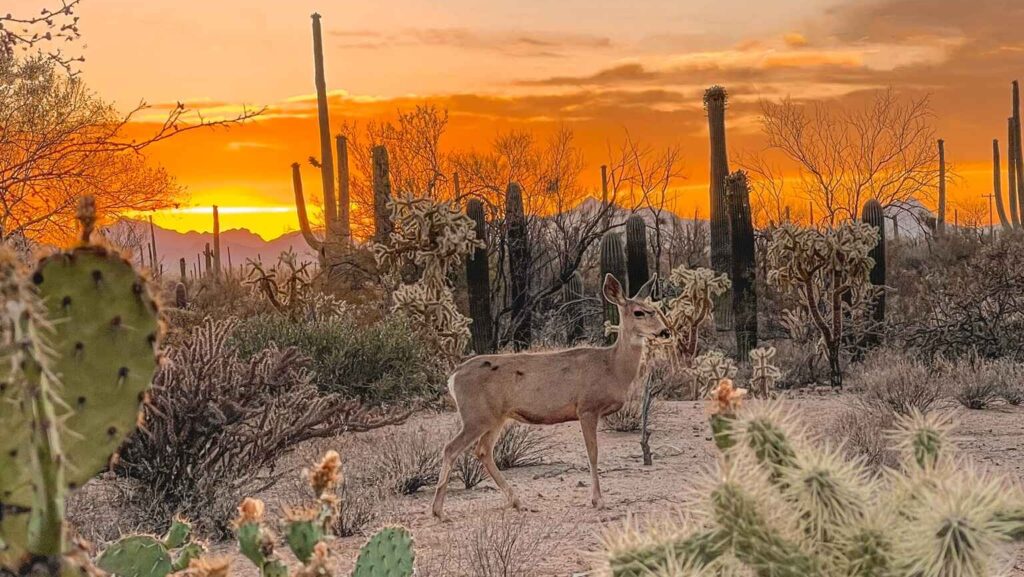 Sonoran Desert Wildlife