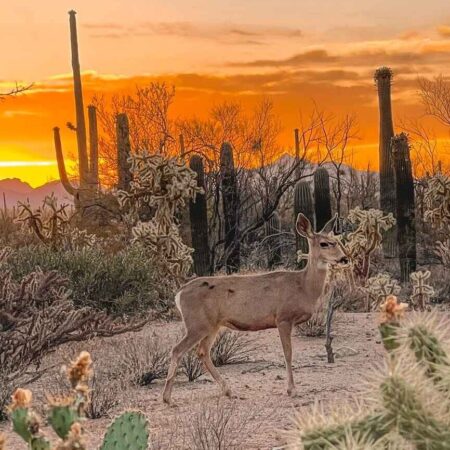Reflecting on Two Years of Desert Living – The Joshua Tree House