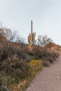 Picture Rocks Wash Loop Trail