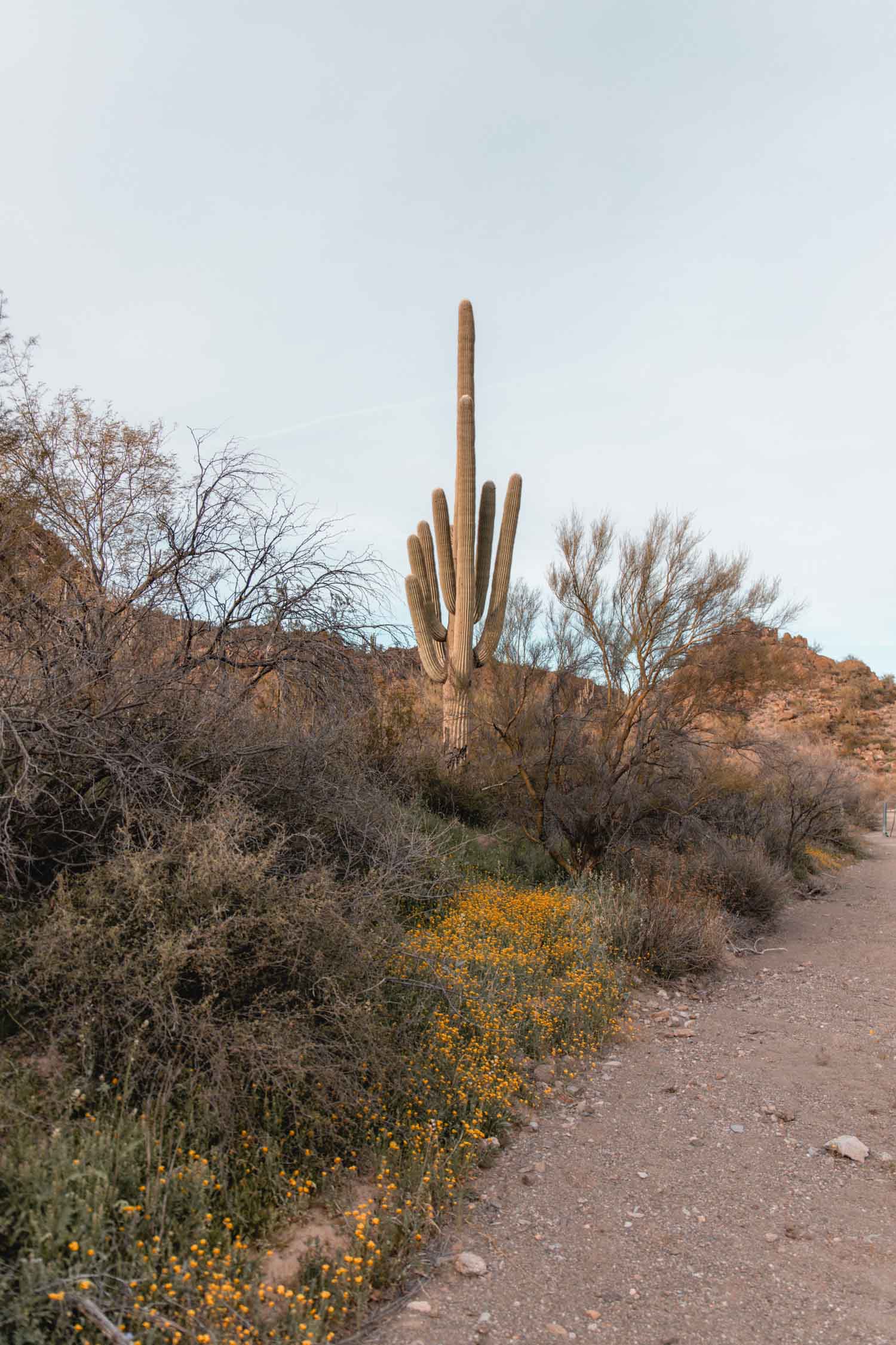 Picture Rocks Wash Loop Trail