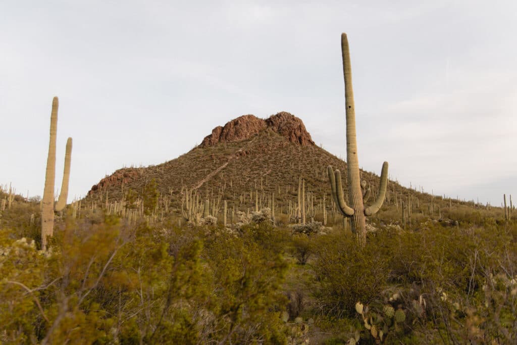 Picture Rocks Wash Loop Trail