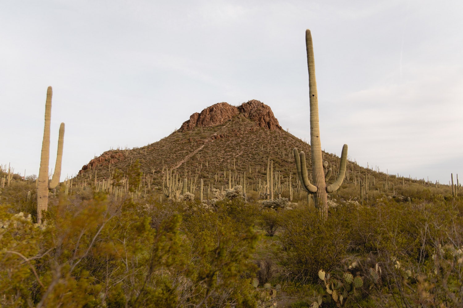 Picture Rocks Wash Loop Trail