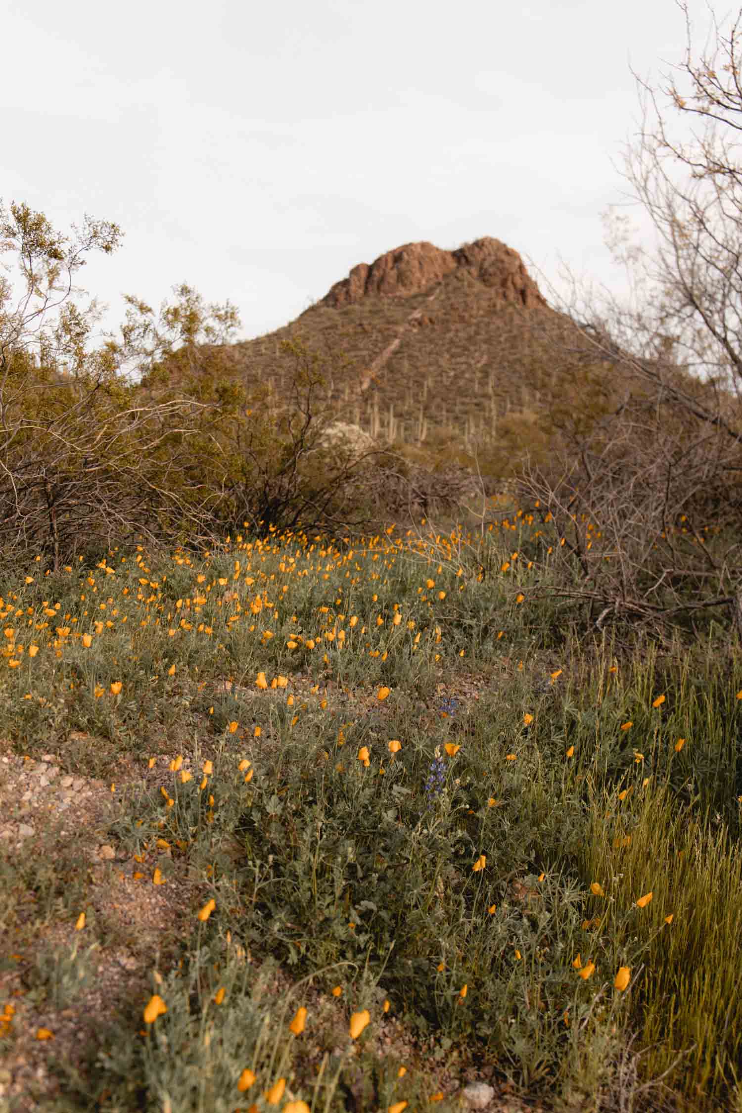 Picture Rocks Wash Loop Trail