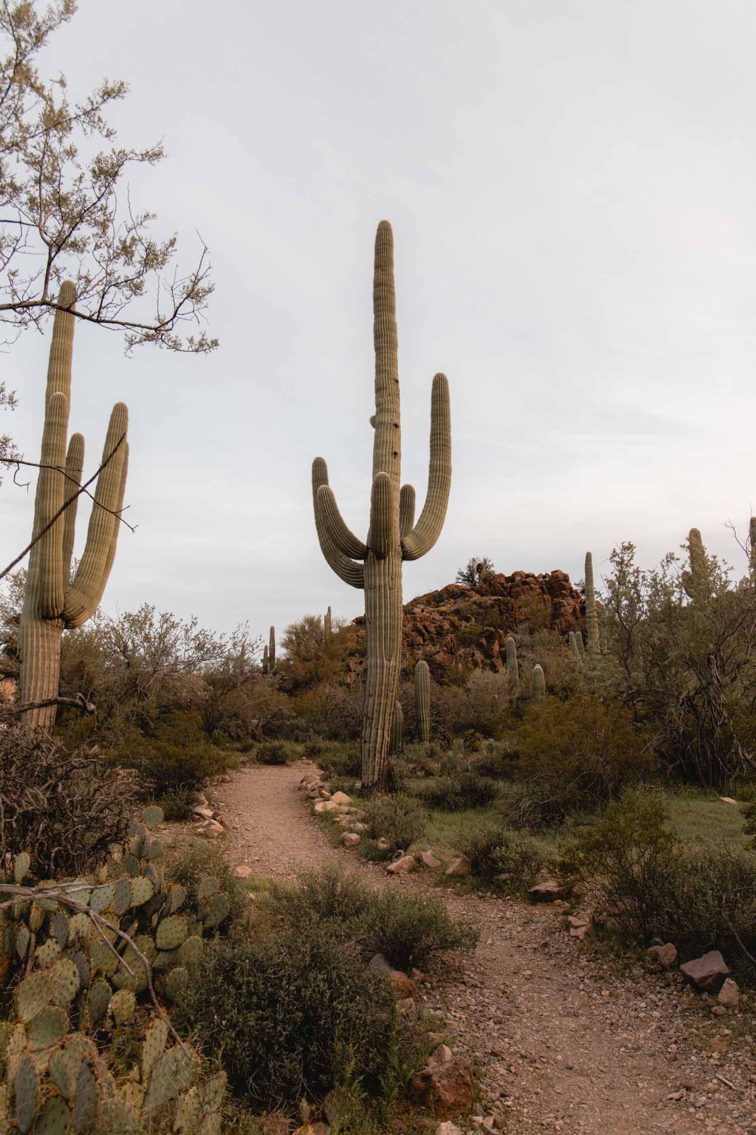 Picture Rocks Wash Loop Trail